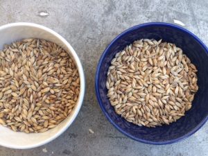 Base Malt Comparison (2-row Pale Malt vs. Weyermann Pale Ale) – HORN ...